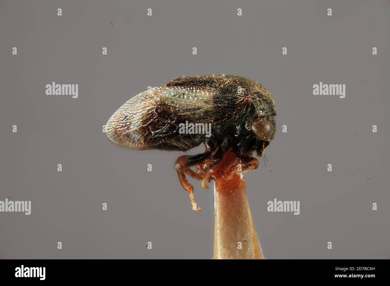 Sandakan, Borneo, Sabah, Malaysia, Gargara pilinervosa Funkhouser, 1920 ...