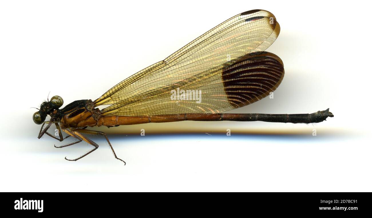 Tamaracherri Ghat, India, Euphaea dispar Rambur, 1842, Animalia ...