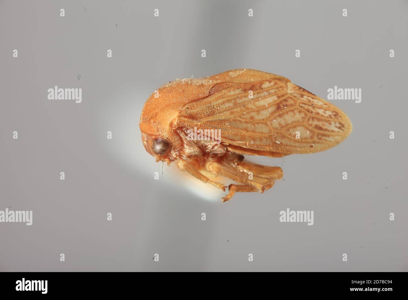 Los Baños P.I., Philippines, Gargara luteipennis Funkhouser, 1914 ...