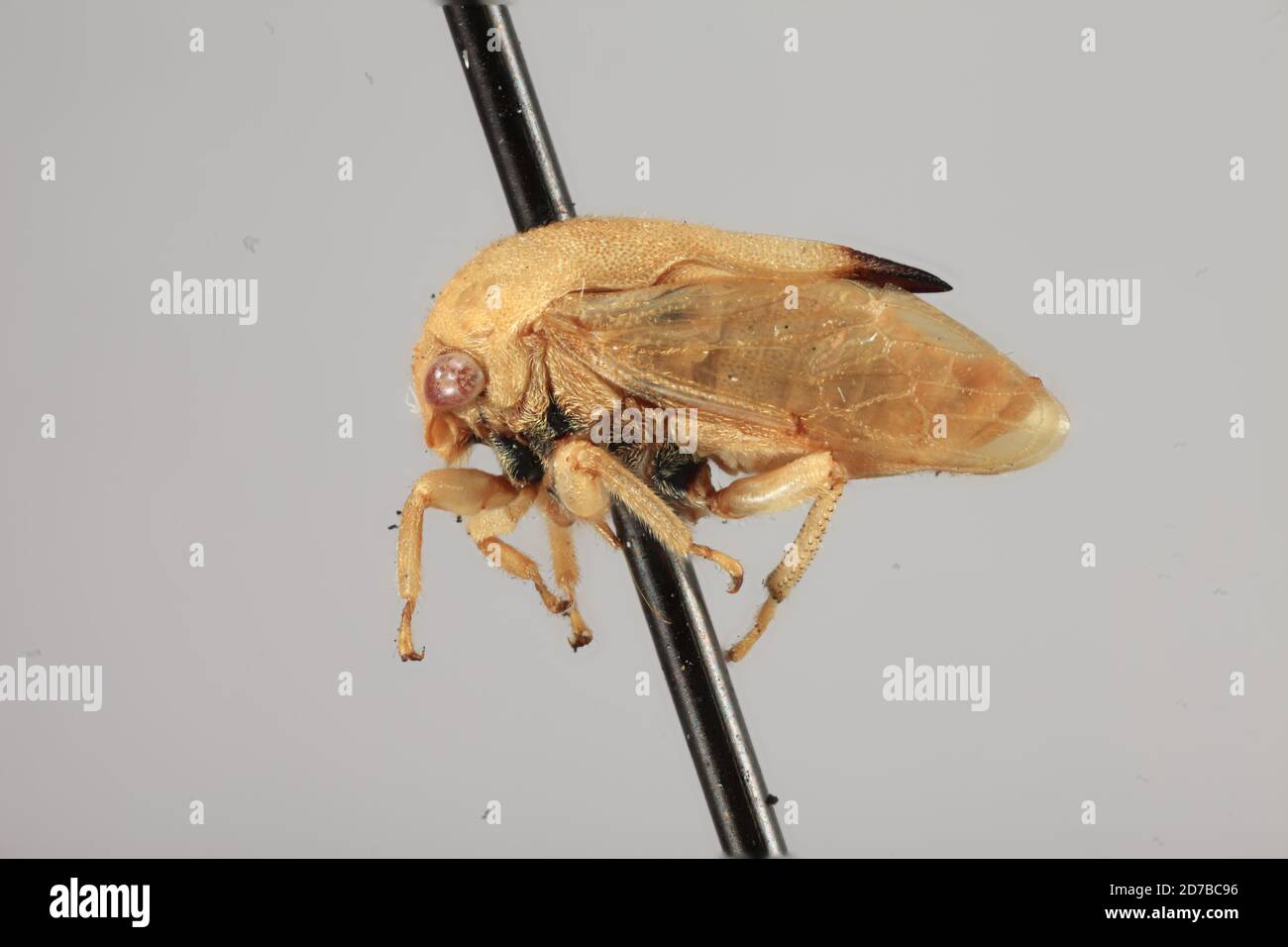 Puerta princesa philippines hi-res stock photography and images - Alamy