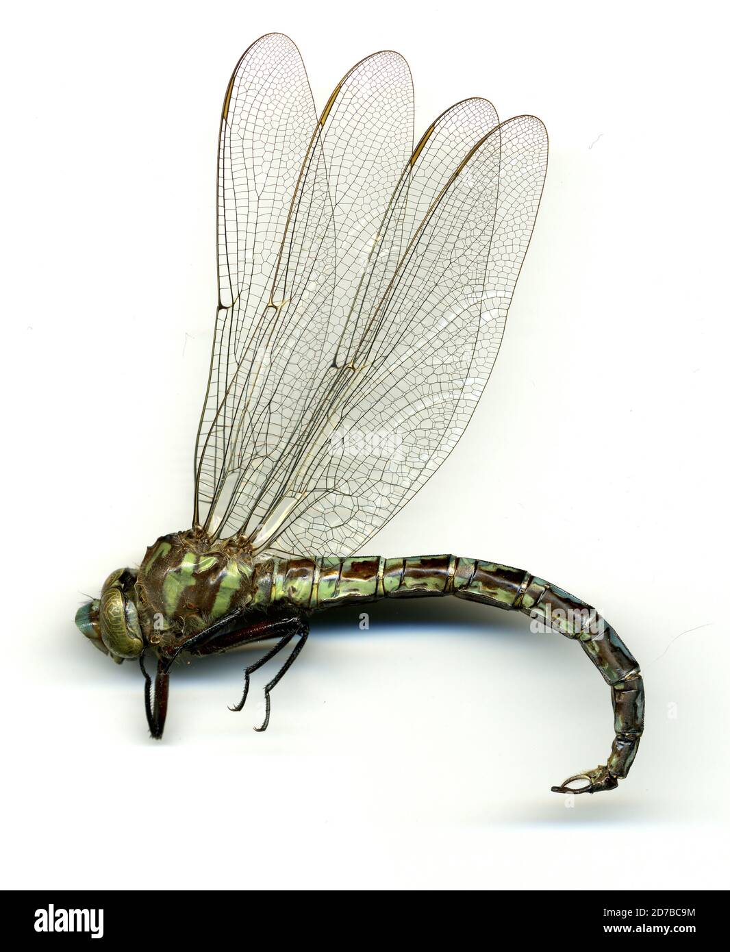 1842 animalia hi-res stock photography and images - Alamy