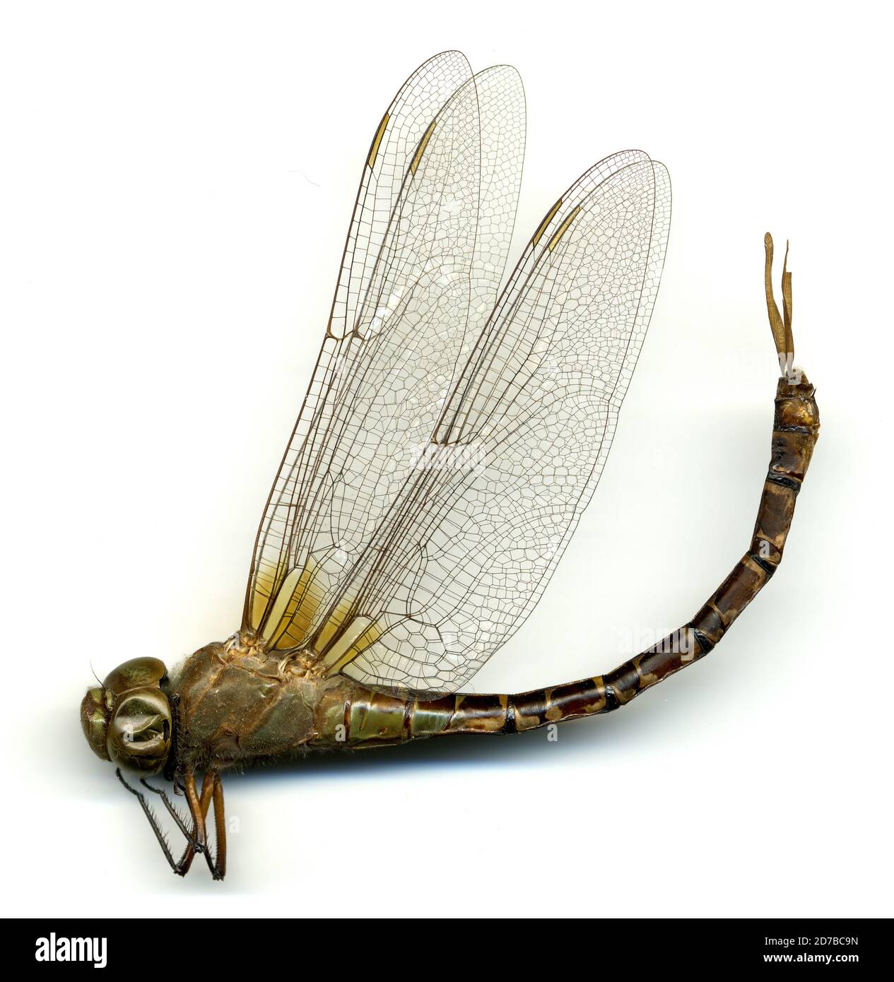 New Orleans, Tulane University, Orleans, Louisiana, United States ...