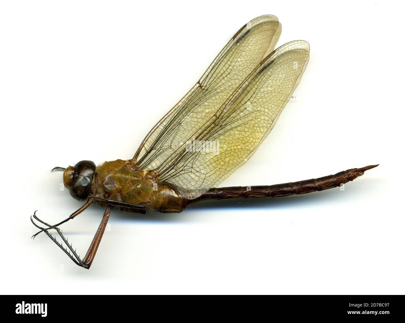 Freshwater Lake, Dominica, Anax longipes concolor Brauer, Animalia ...