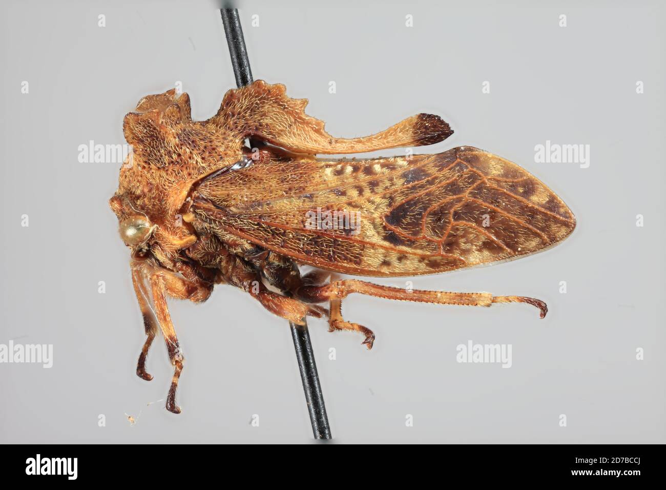 1930 animalia hi-res stock photography and images - Alamy