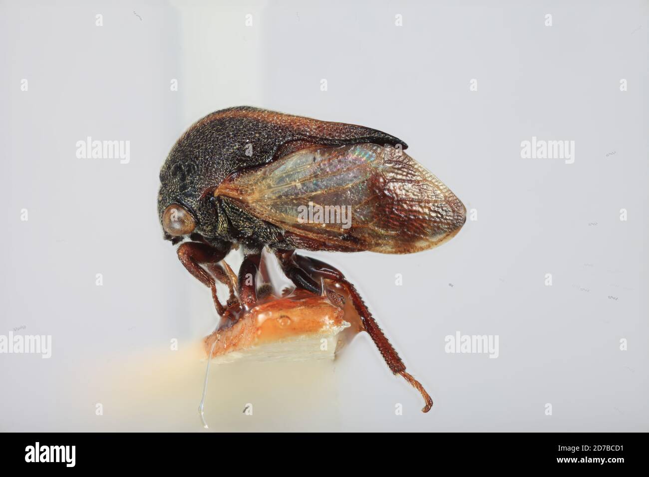 Gargara brunneidorsata funkhouser hi-res stock photography and images ...