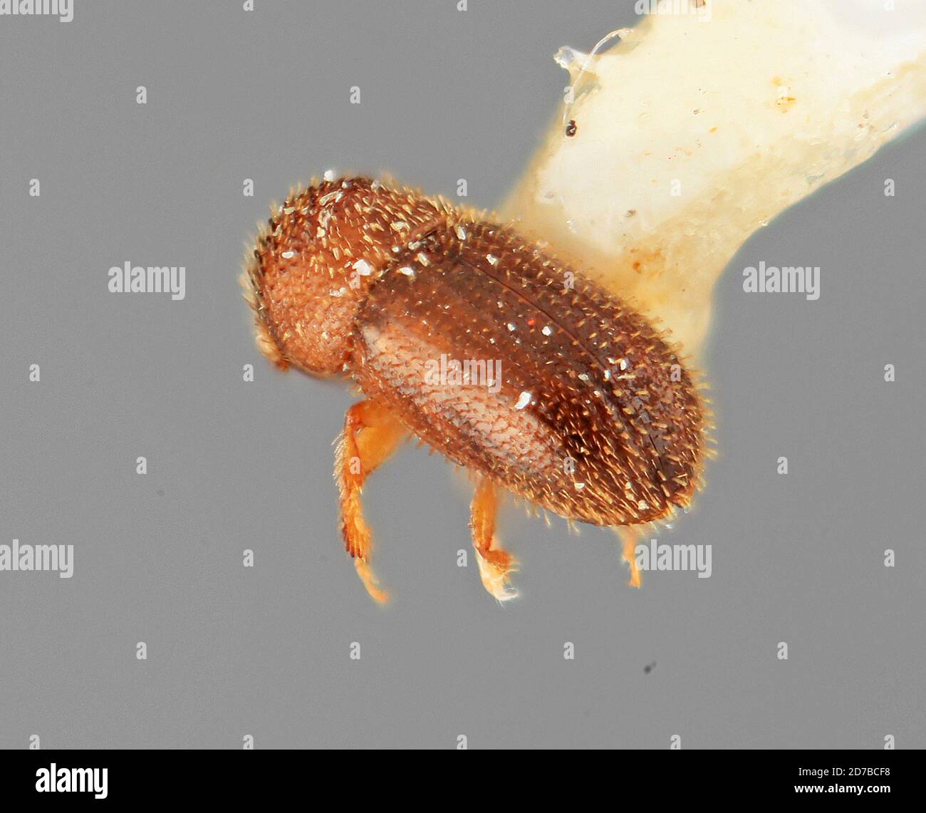 Pinned, Pandora, Limon, Costa Rica, Hypothenemus suspectus Wood, 1974 ...