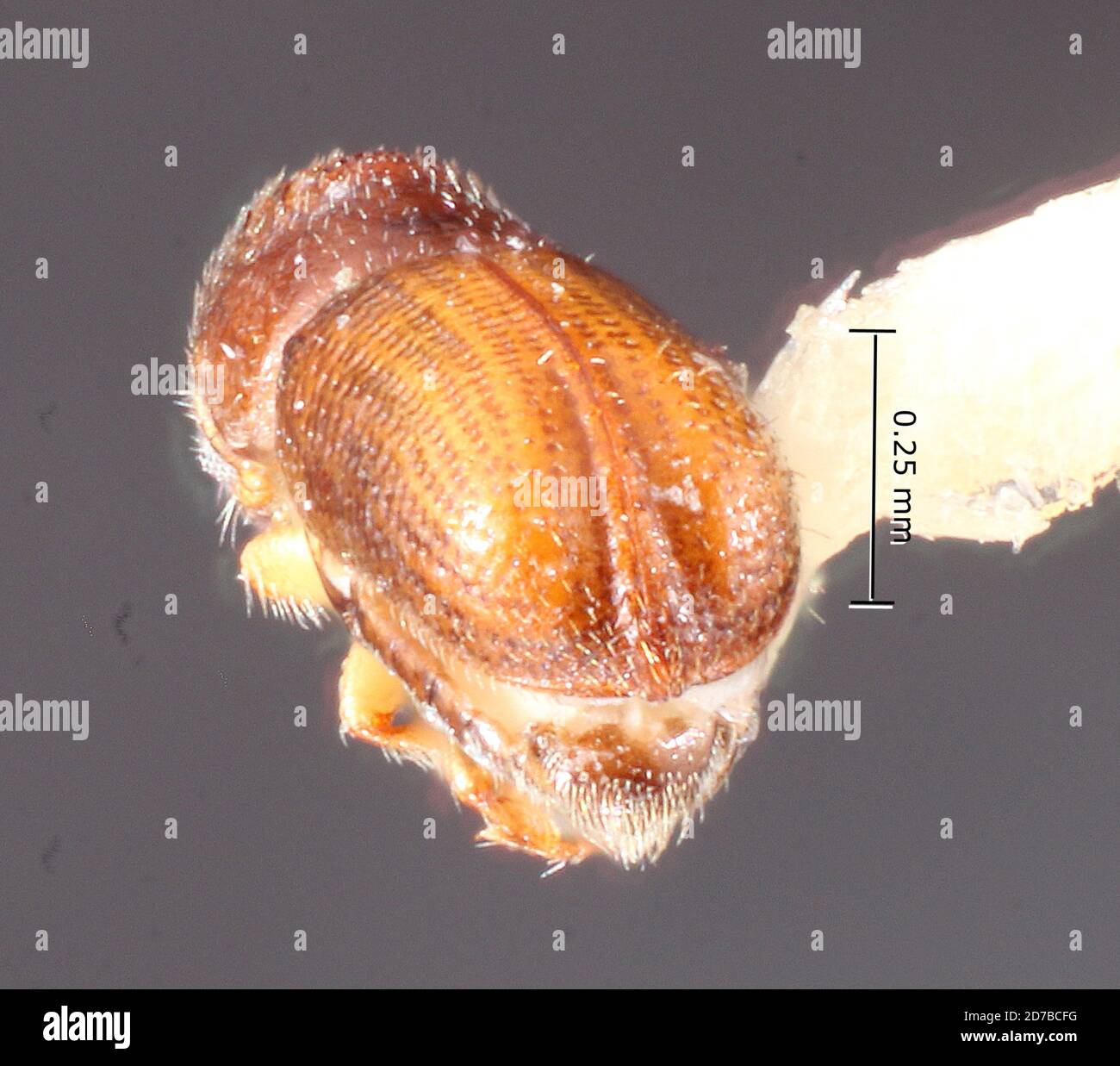 Pinned, Mexico, Pityophthorus dimidiatus Blackman, 1942, Animalia ...