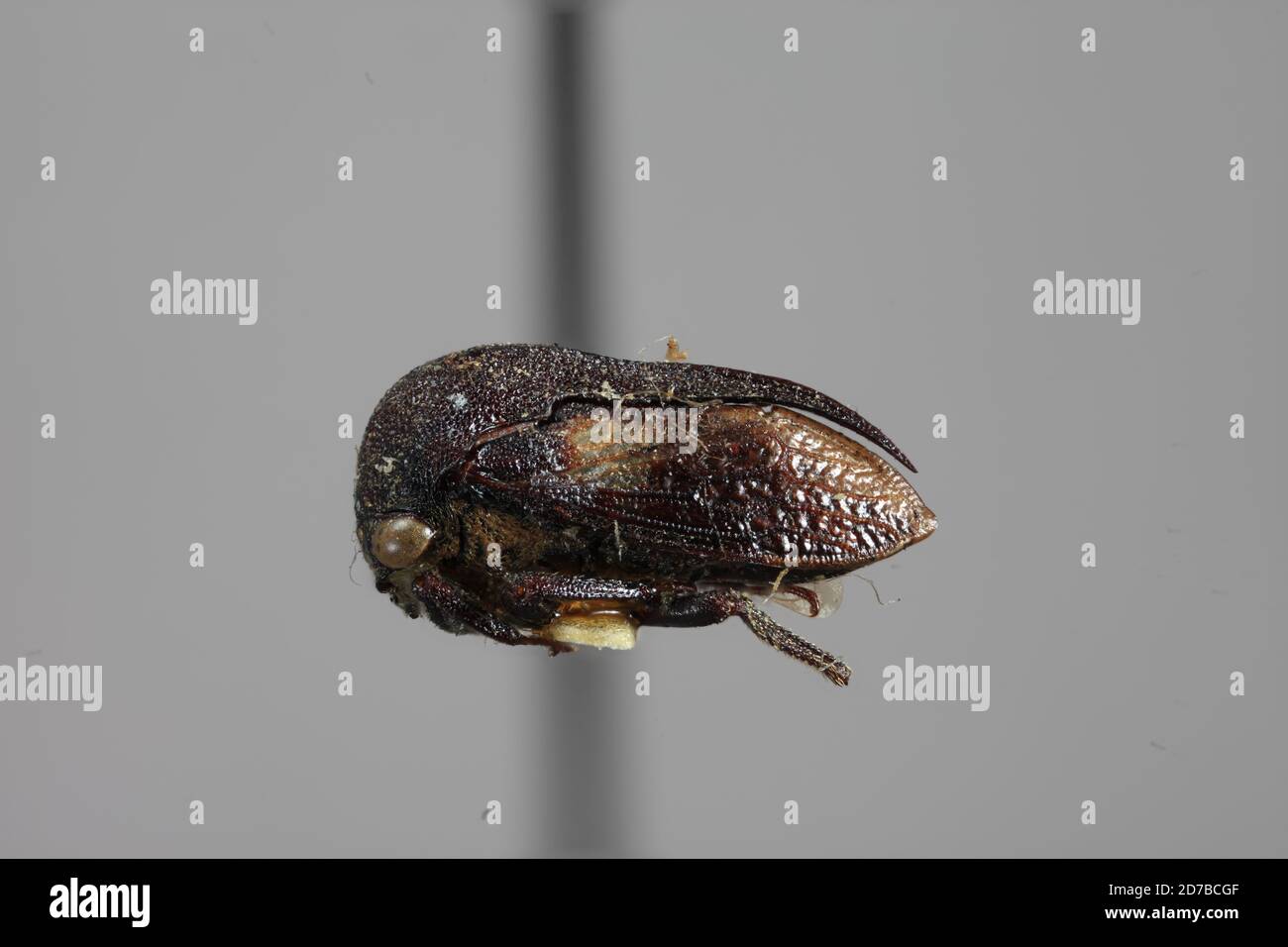 D. Neuguinea, Papua New Guinea, Dingkana vitreifascia Goding, Animalia ...