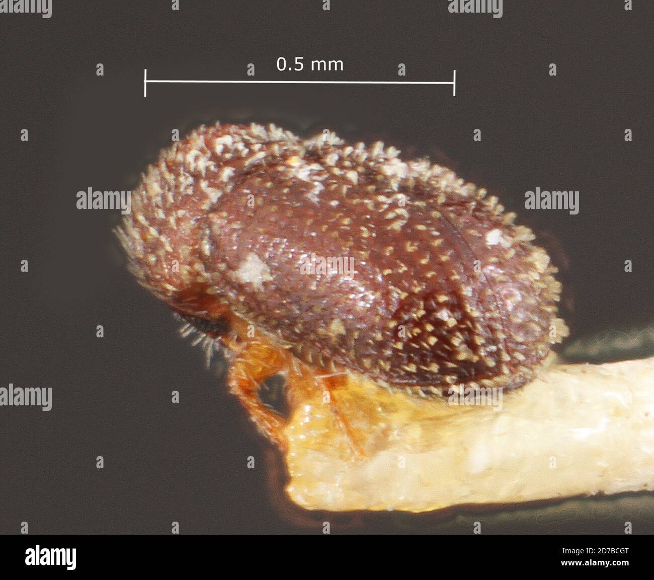 Pinned, Columbus, Texas, United States, Hypothenemus columbi Hopkins ...