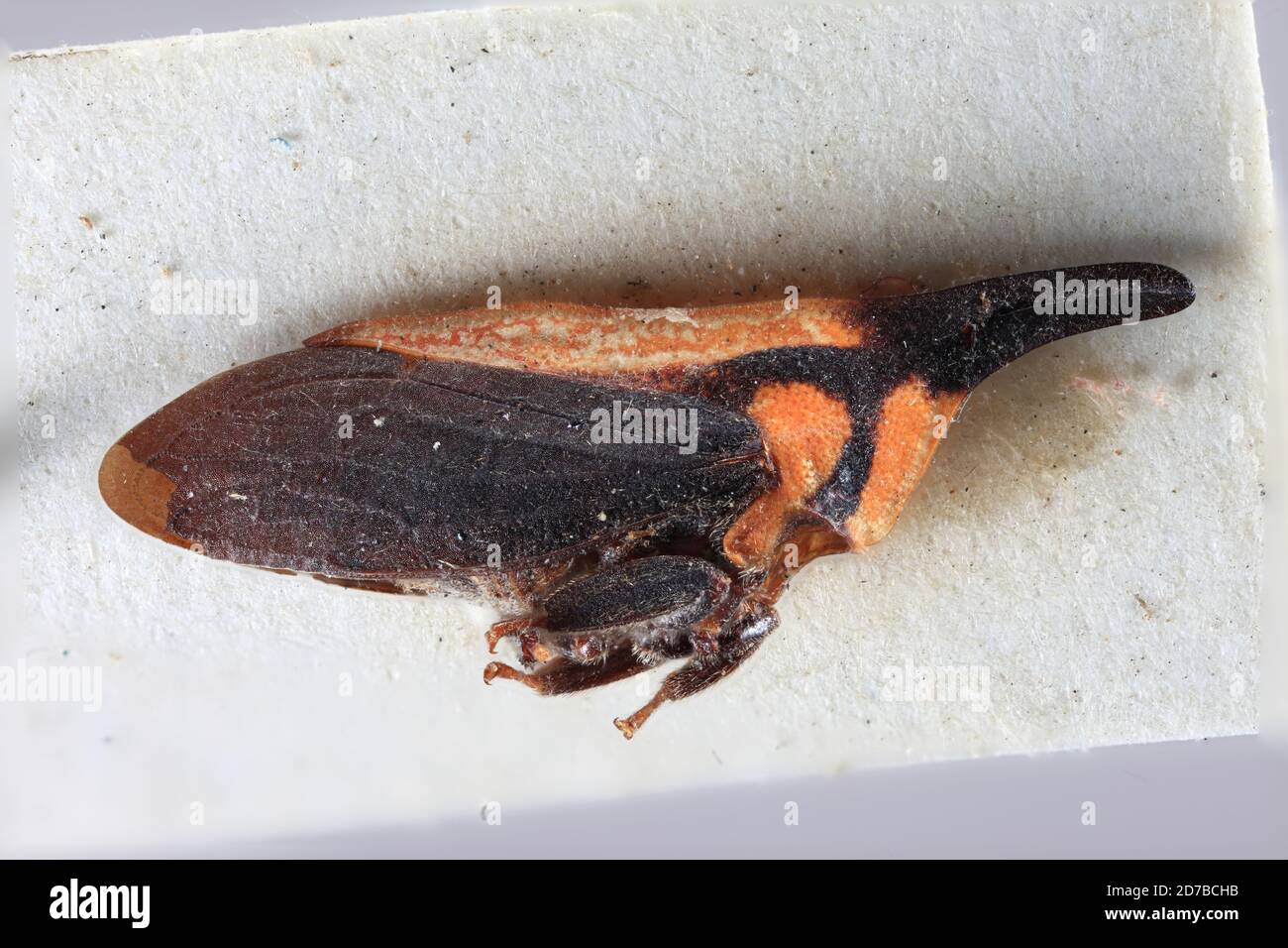 Saint Vincent, Saint Vincent and the Grenadines, Enchophyllum rileyi ...