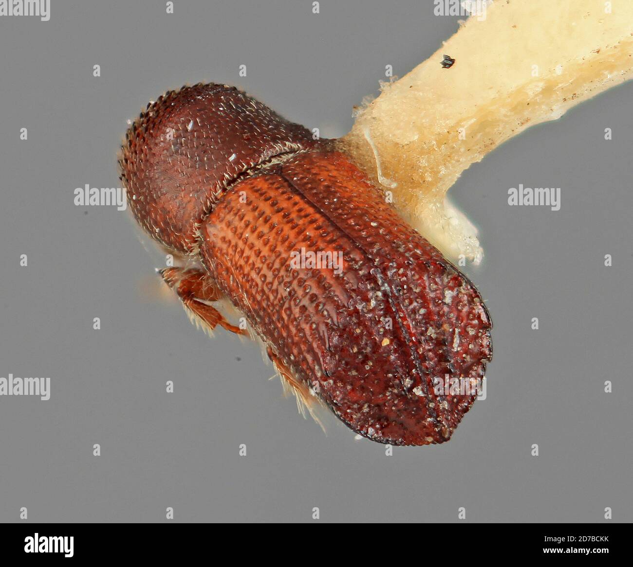 Pinned, Laguna Santa Maria, Nayarit, Mexico, Hylocurus dissidens Wood ...