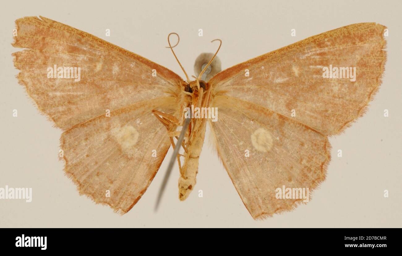 Pinned, Juan Vinas, Costa Rica, Anisodes vineotincta Schaus, 1912 ...