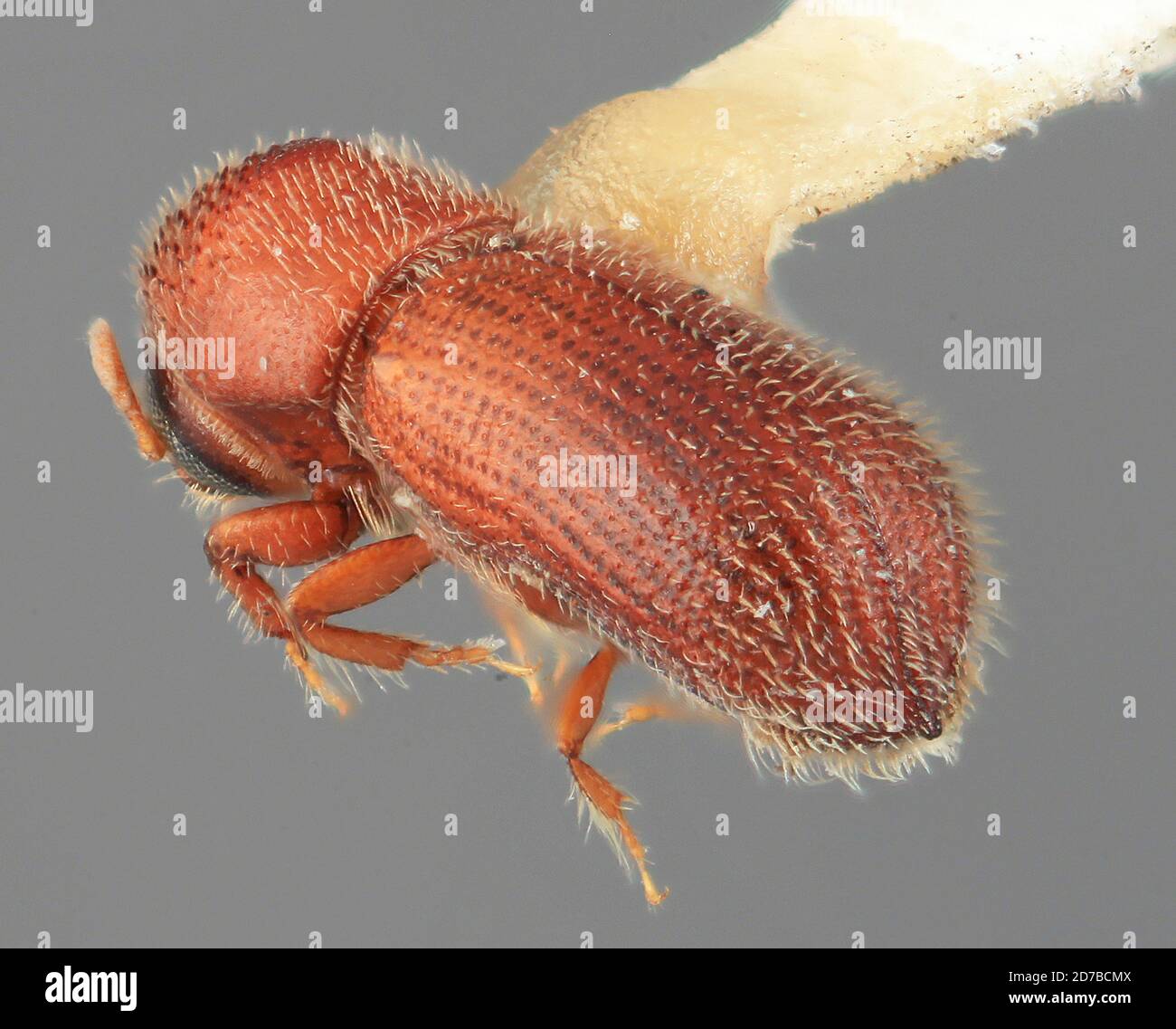 Pinned, 6 km W of Quiroga, Michoacan de Ocampo, Mexico, Micracis ...
