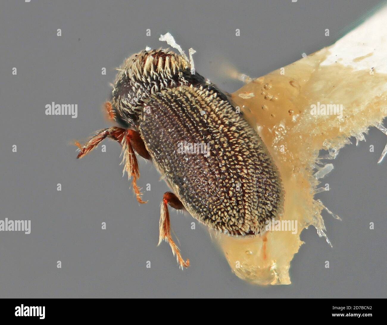 Aphanocleptus coniferae wood hi-res stock photography and images - Alamy