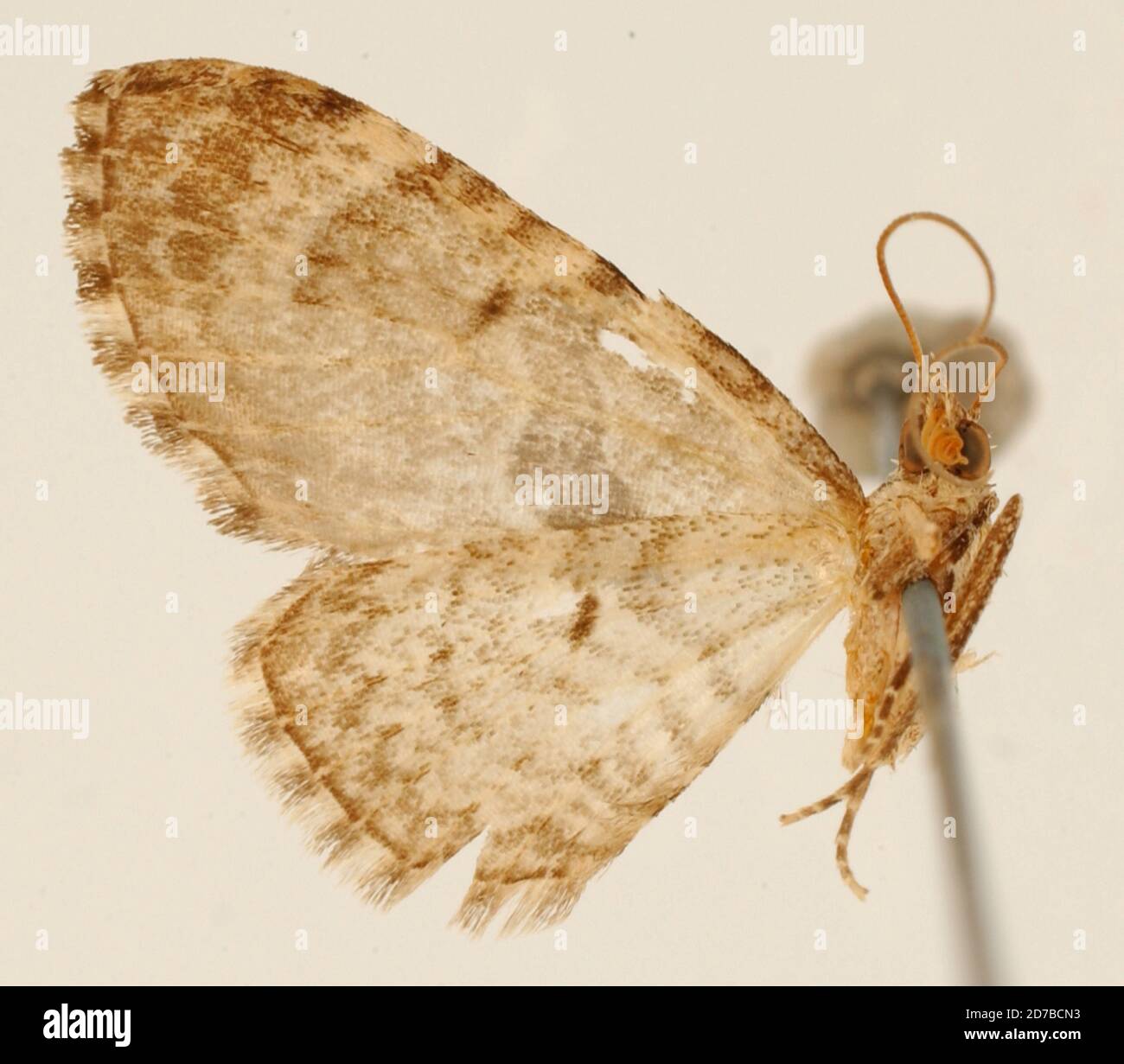 Pinned, Mount Poas, San Jose, Costa Rica, Eupithecia viperea Schaus ...