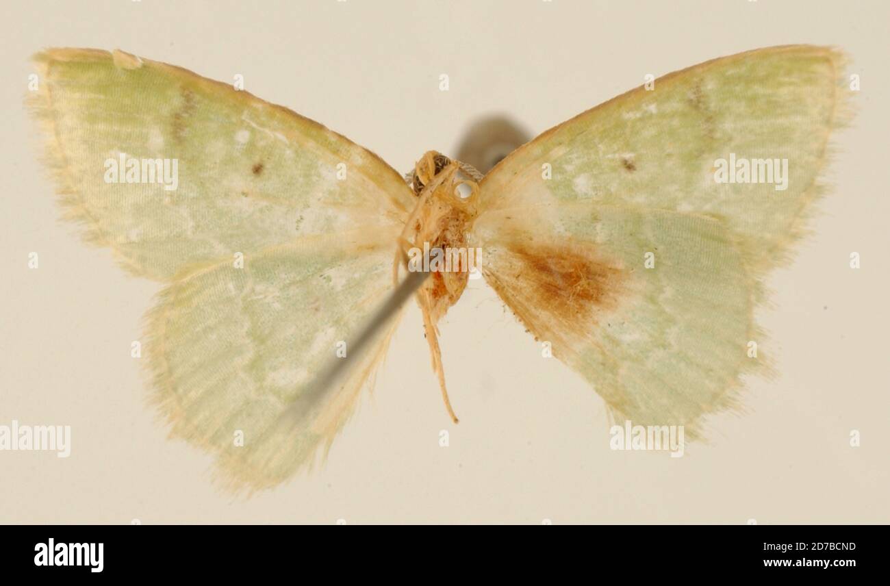 Lissochlora viridifimbria dognin hi-res stock photography and images ...