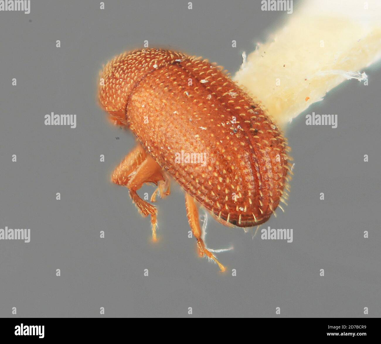1968 animalia hi-res stock photography and images - Alamy
