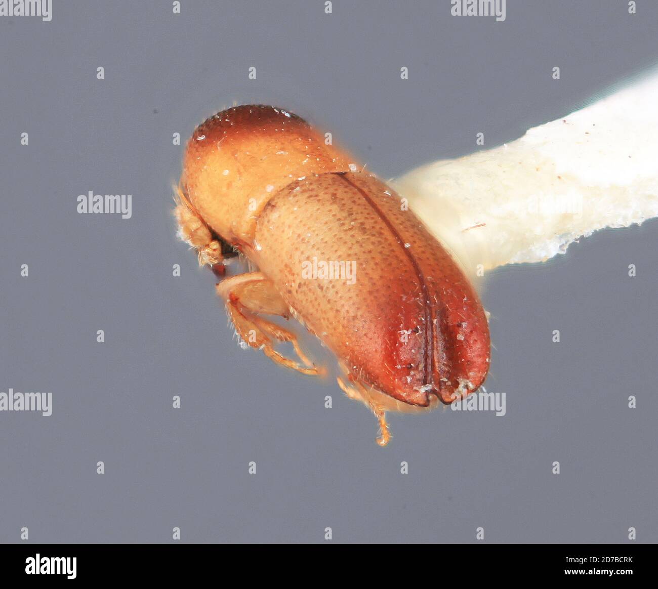 Monarthrum bifoveatum wood hi-res stock photography and images - Alamy