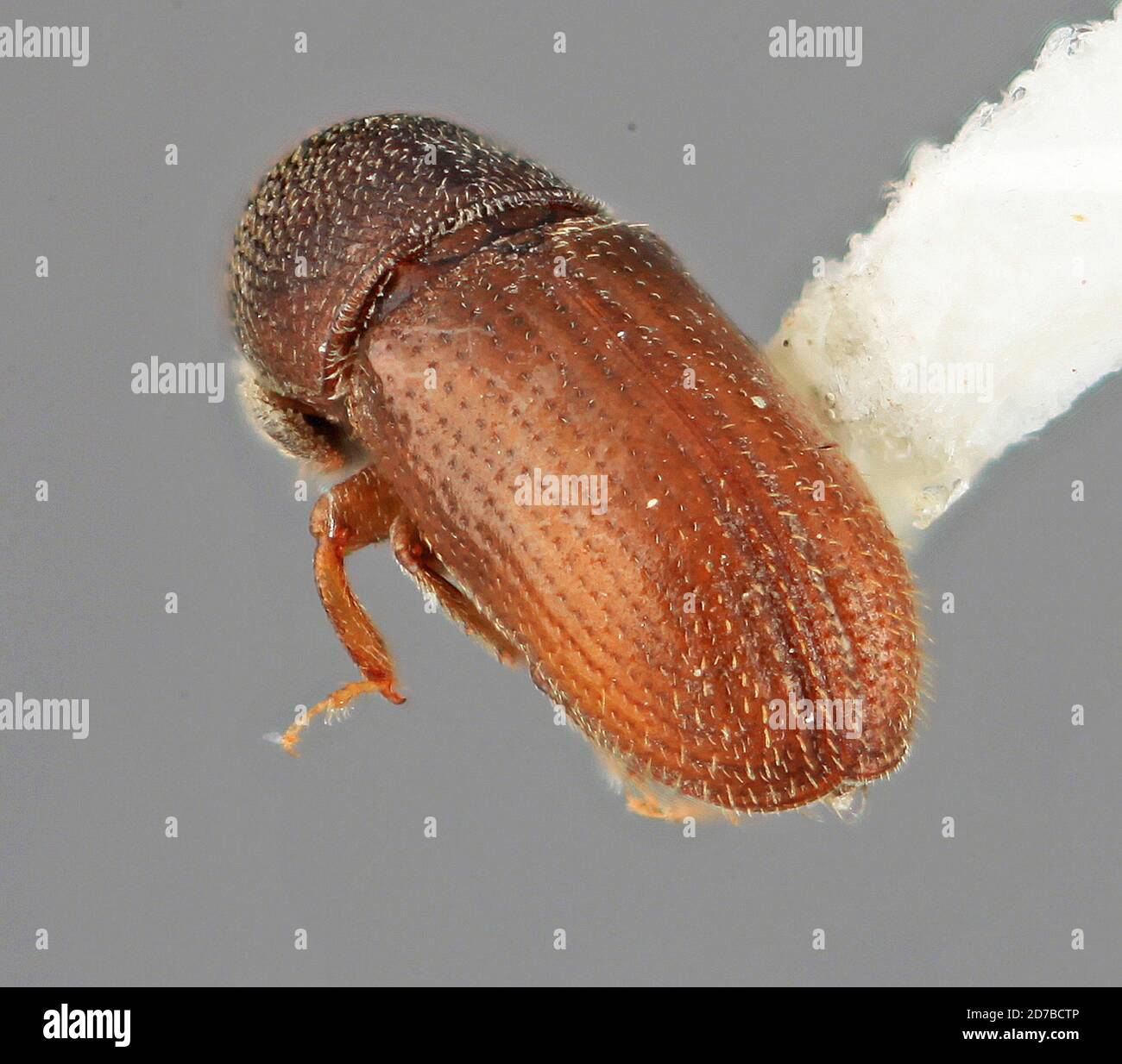 Pinned, Merida Teleferico, Merida I-3-1970 2500m. S.L. Wood, Merida ...