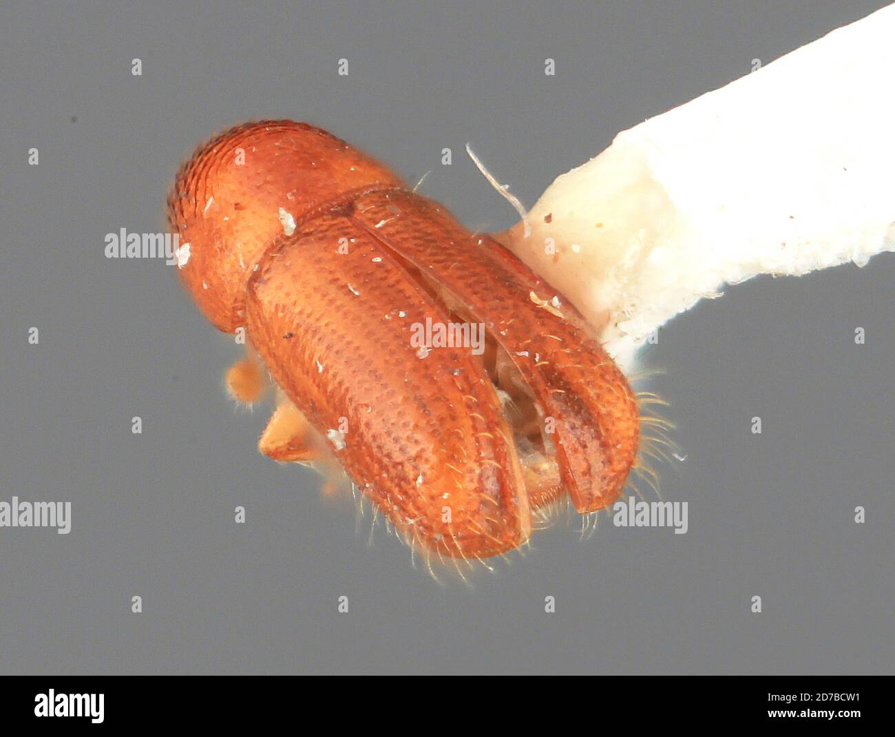 Pinned, San Isidro del General S.J. 3000ft XII-5-1963 SLW, San Jose ...