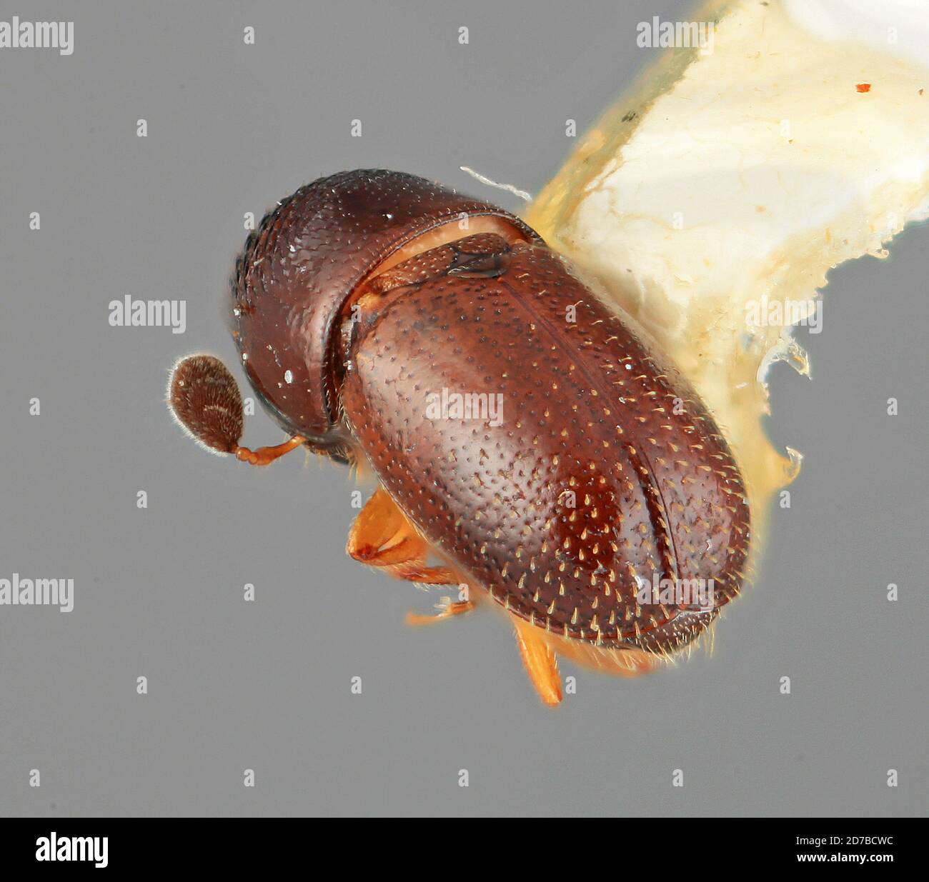 Pinned, Volcan, Punt. 3000ft. XII-11-1963 S.L.W., Puntarenas, Costa ...