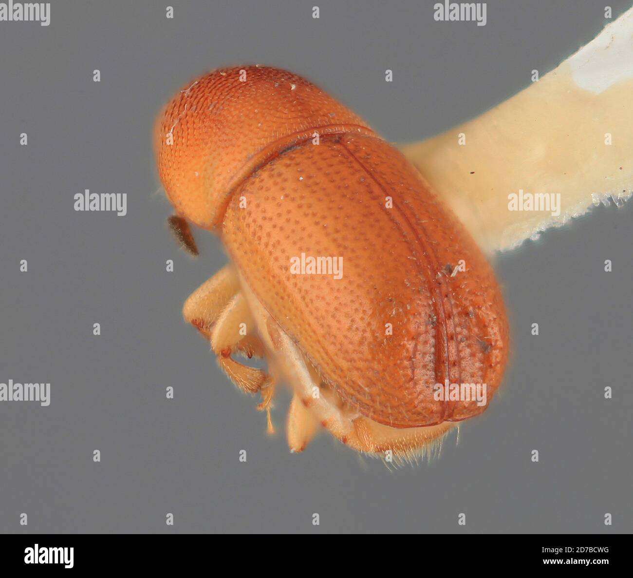 Pinned, Puerto Viejo, 200ft III-12-1964 S.L.W., Heredia, Costa Rica ...