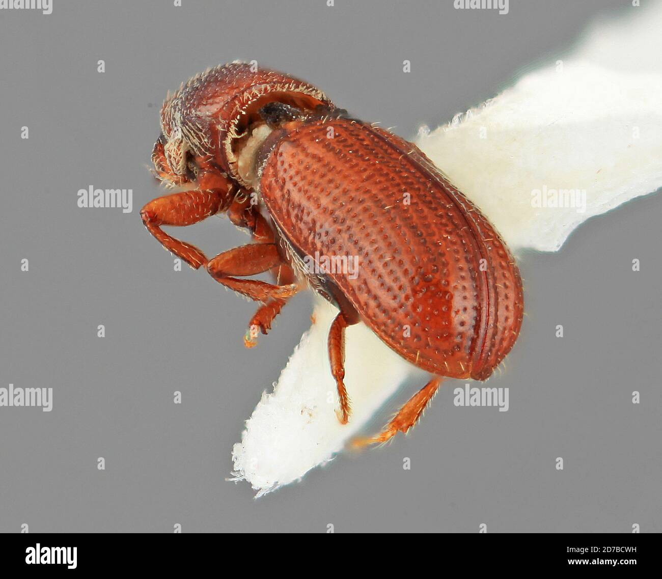 Pinned, Merida Teleferico Merida I-3-1970 2500m S.L.Wood, Merida ...