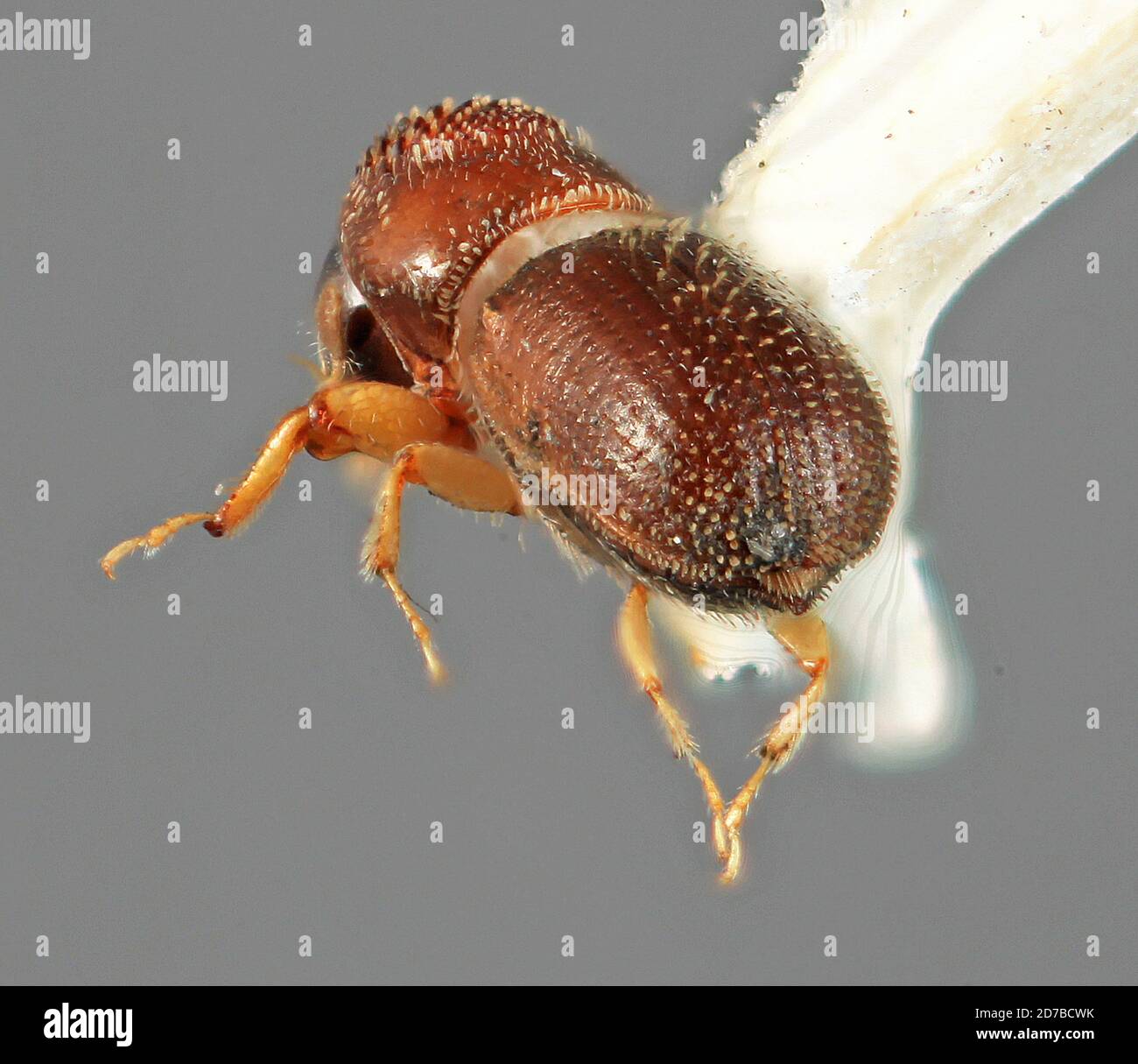 Pinned, 32 km SE of El Cameron, Oaxaca, Mexico, Cryptulocleptus ...