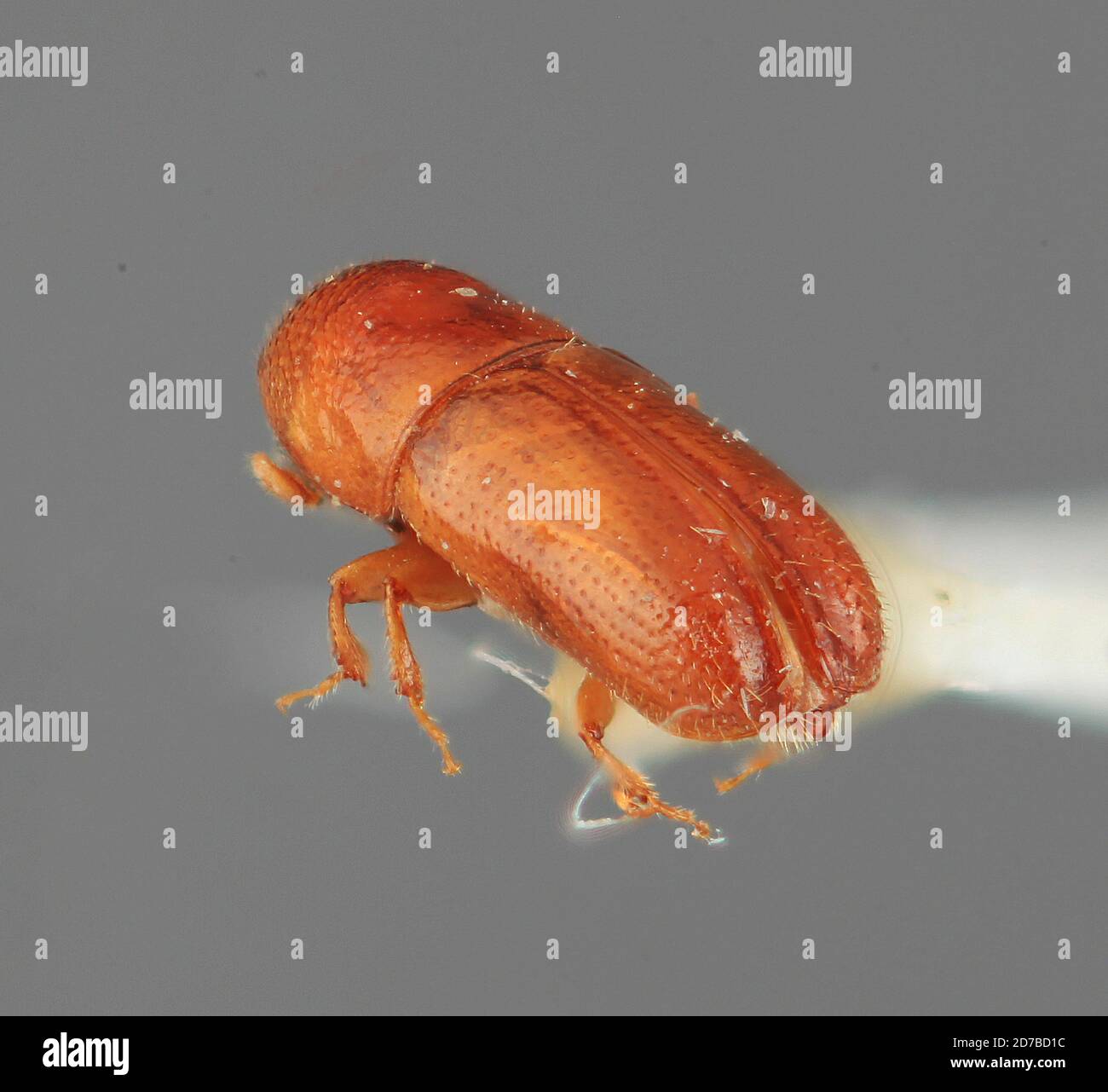 Pinned, La Ceiba, May 27 1949 E.C. Becker - lite, Atlantida, Honduras ...