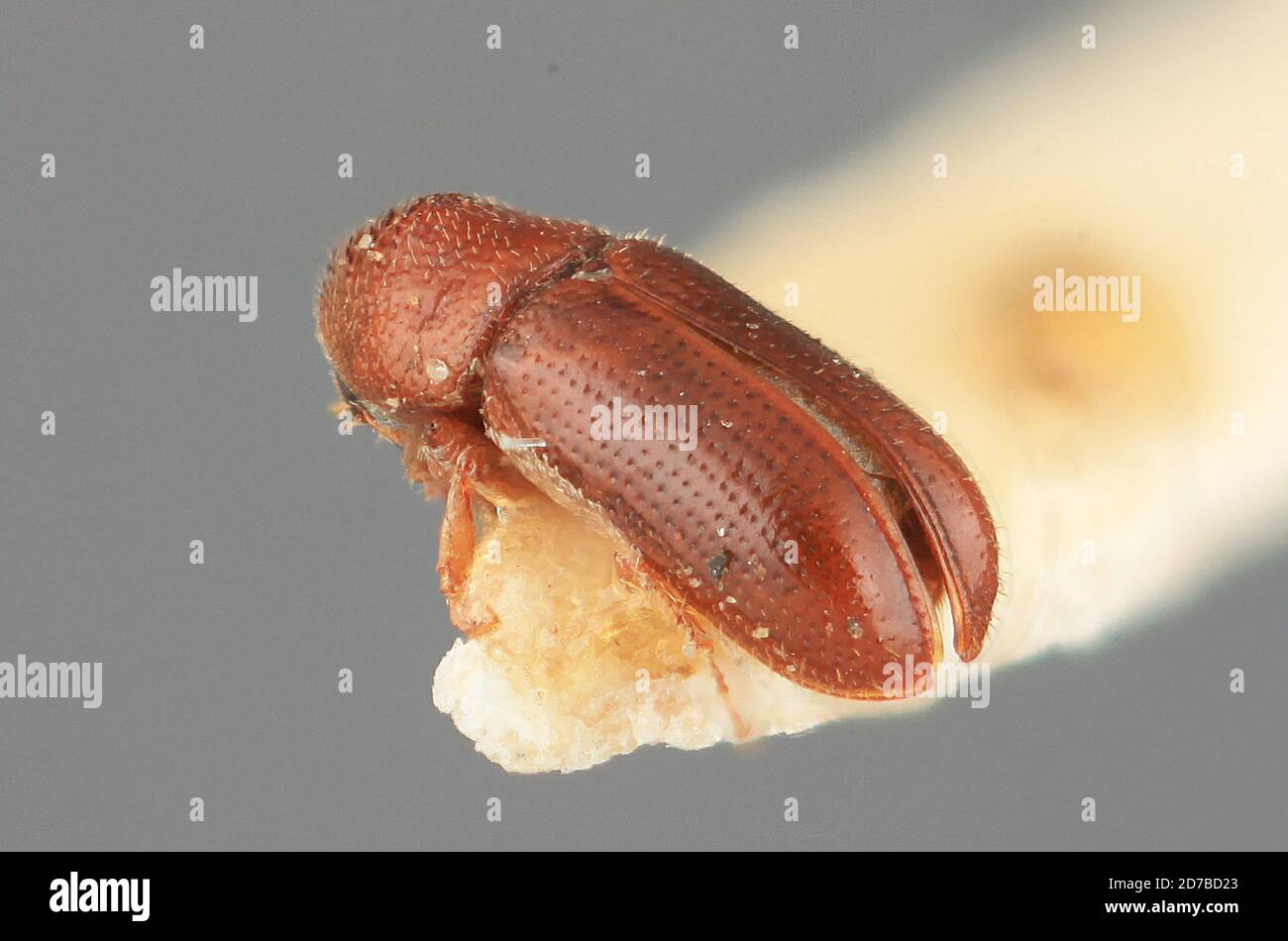 Pinned, Kilba 7000 U. Bashahr Div. Punjab. 26.V.30 H.G.Champion, Punjab ...