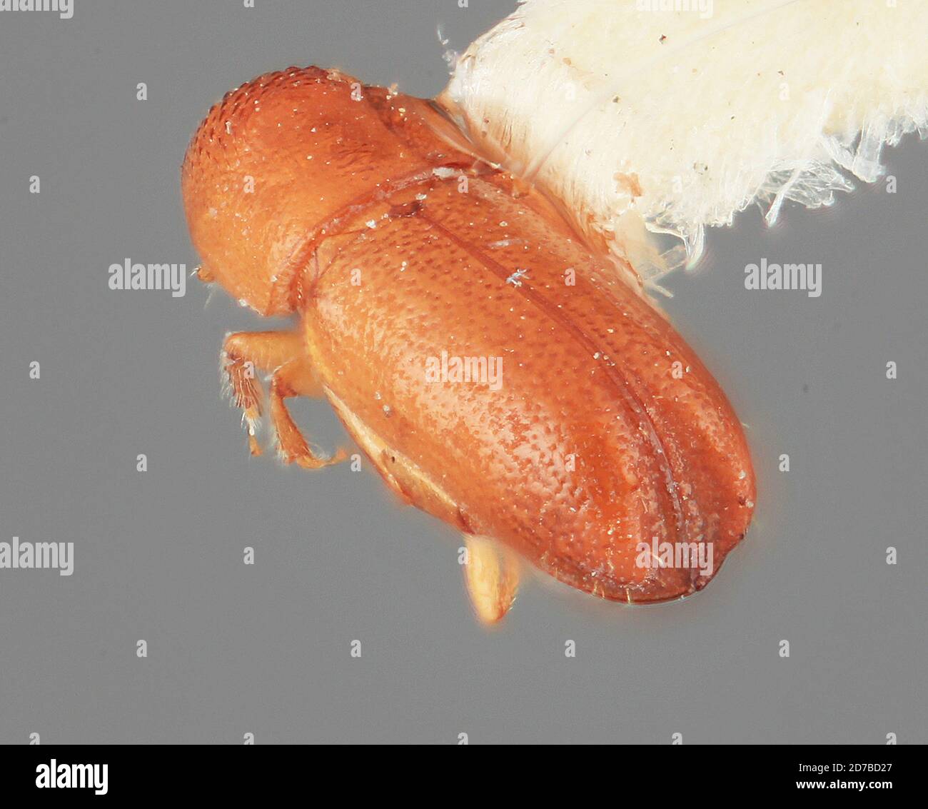 300m fecha 22 v 81 hi-res stock photography and images - Alamy