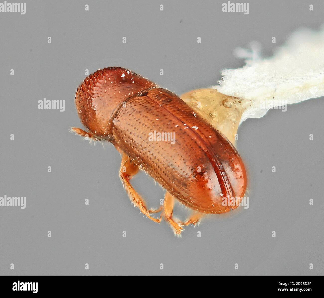 Pinned, Sanford Canyon, Dixie National Forest, Utah, United States ...