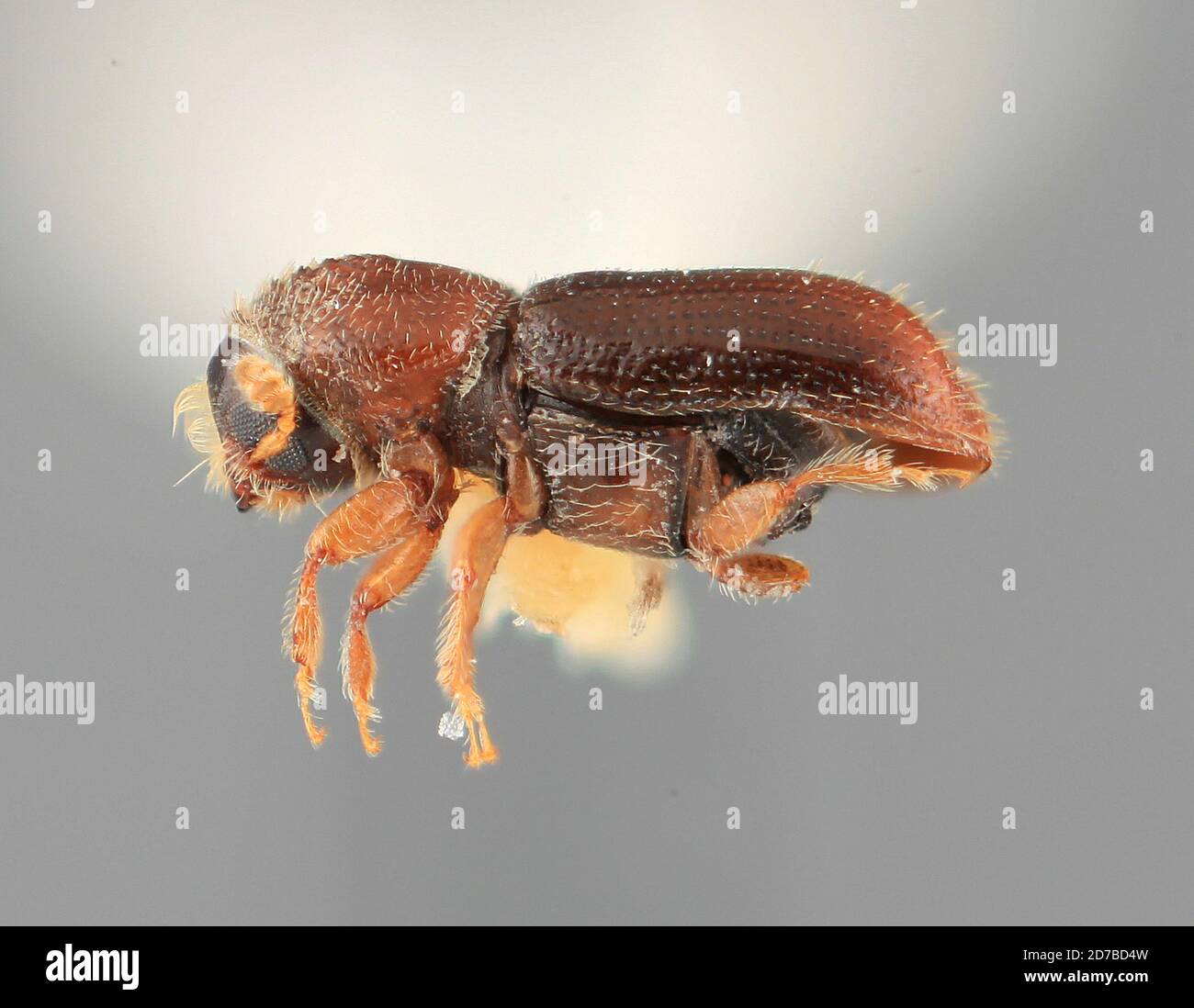 Pinned, Carapan, Mich. VI-18-1965 Mexico 7000ft. S.L.Wood, Michoacan ...