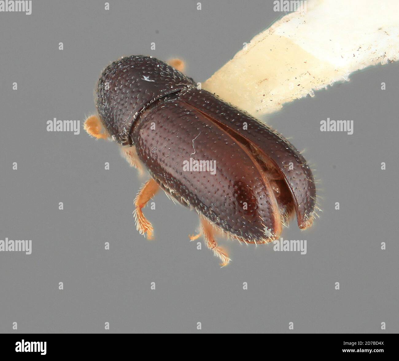 Pinned, 4mi W. Quiroga Mich. VI-17-1965 Mexico 6700ft. S.L.Wood ...