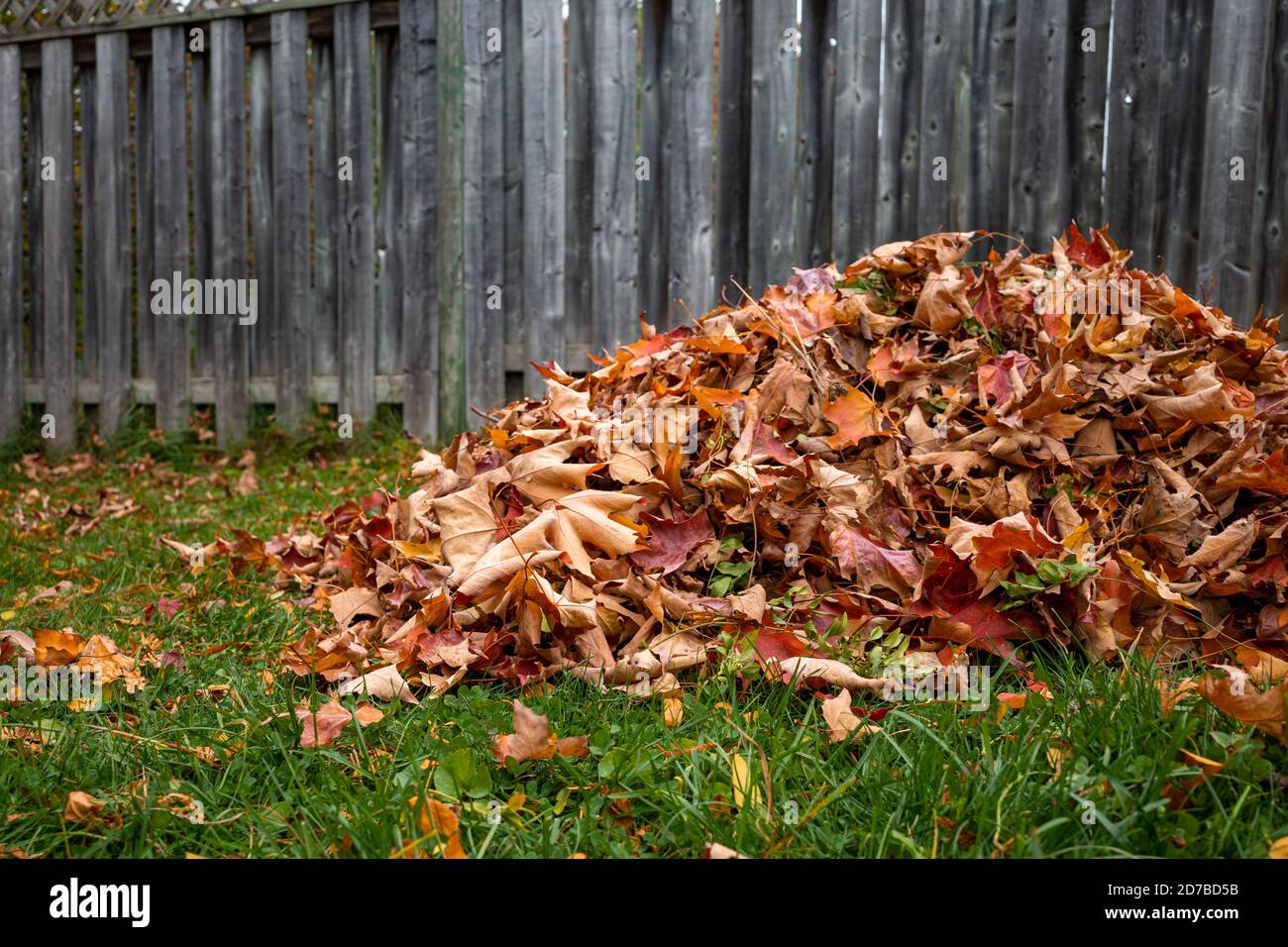 Autumn leaves have been raked up into a backyard pile in the grass by a ...