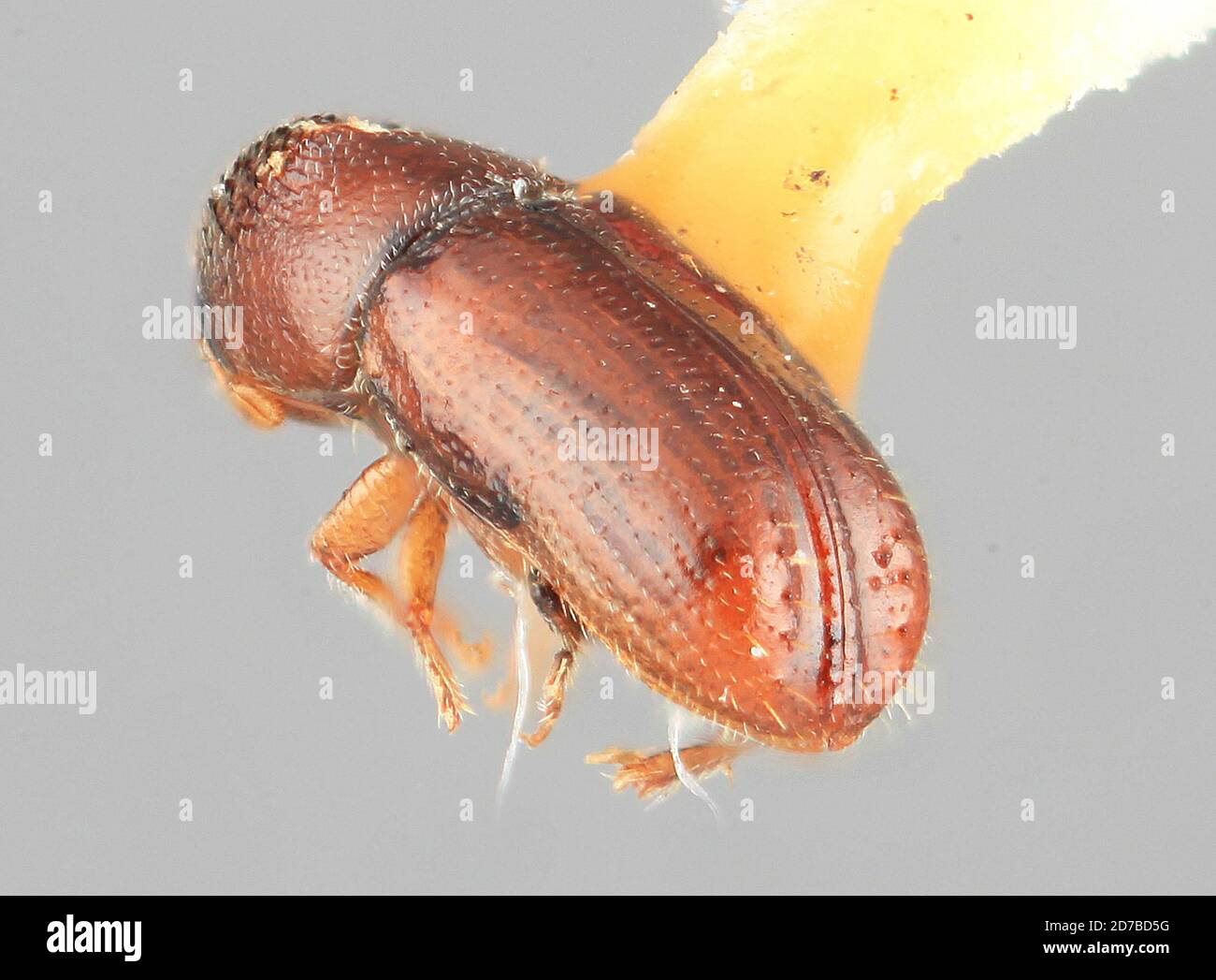 Pinned, Big Sandy Meadows S28 T5S R22E, California, United States ...