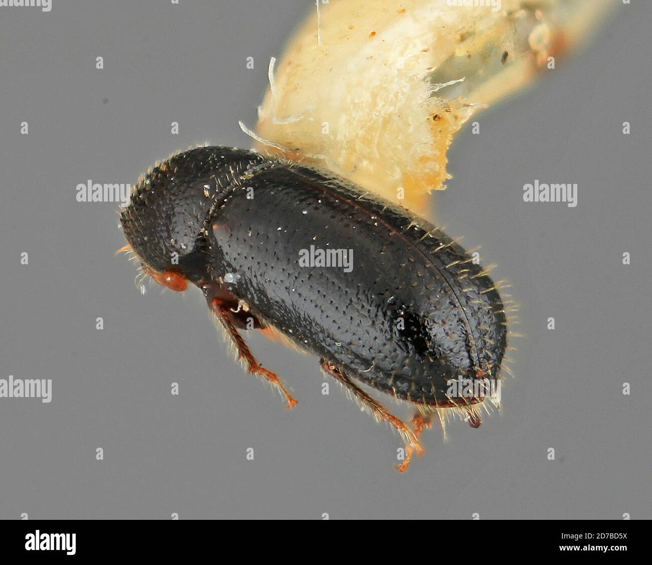 Pinned, Volcan Poas, Her. 7700ft. XI-19-1963 S.L.W., Heredia, Costa ...