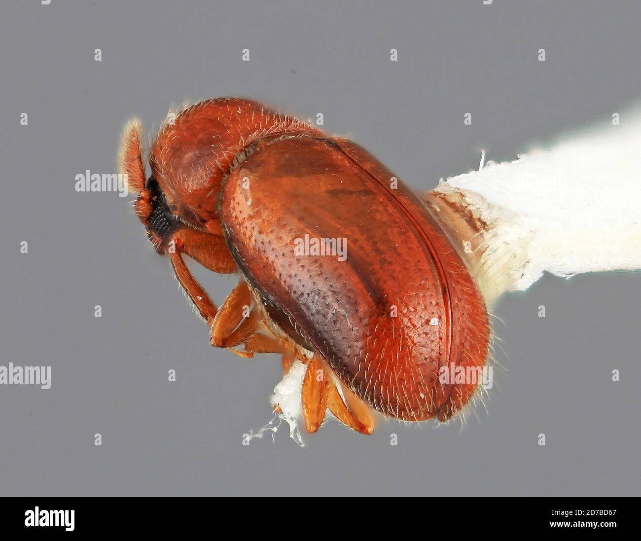 Pinned, Merida Teleferico Merida II-27-1970 2500m S.L.Wood, Merida ...