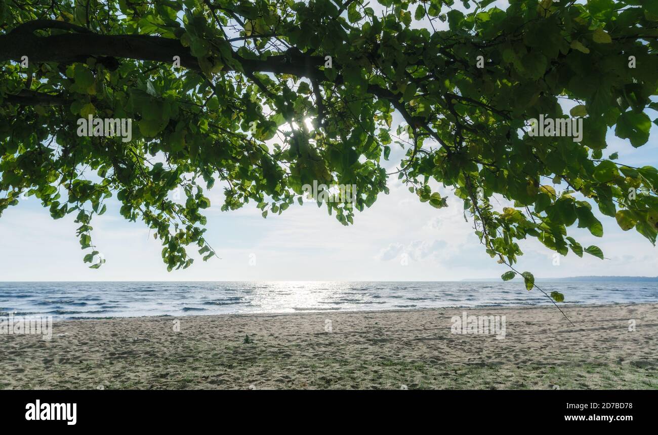 tree with green leaves on the beach against the sea and blue sky Stock ...