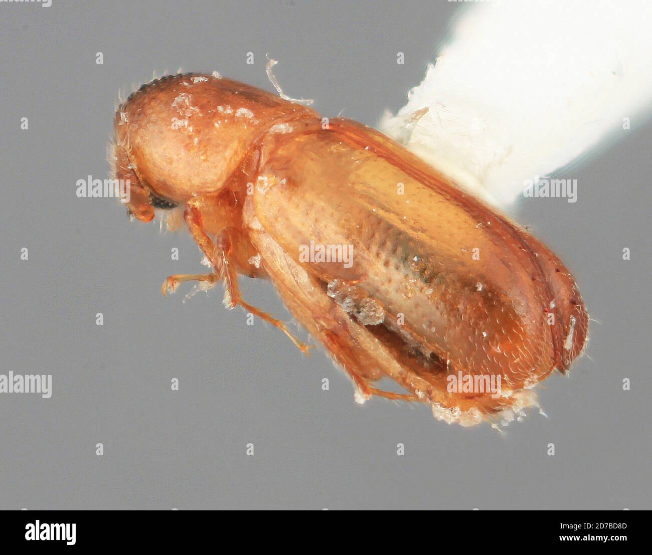 Pinned, 10km E Medellin, Antioquia, Colombia, Microcorthylus dilutus ...