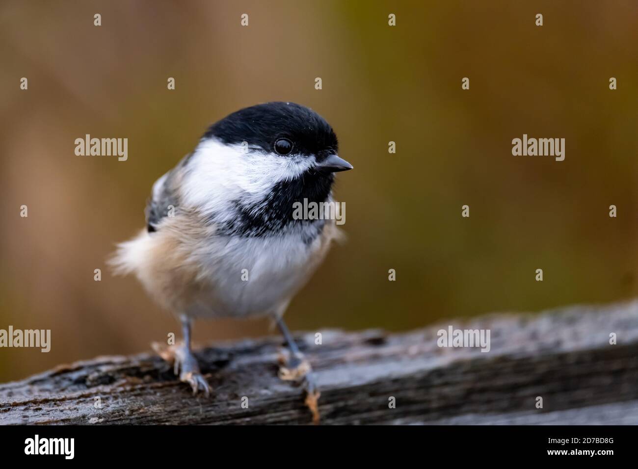 A black-capped chickadee is seen up close, with the detail of the bird ...