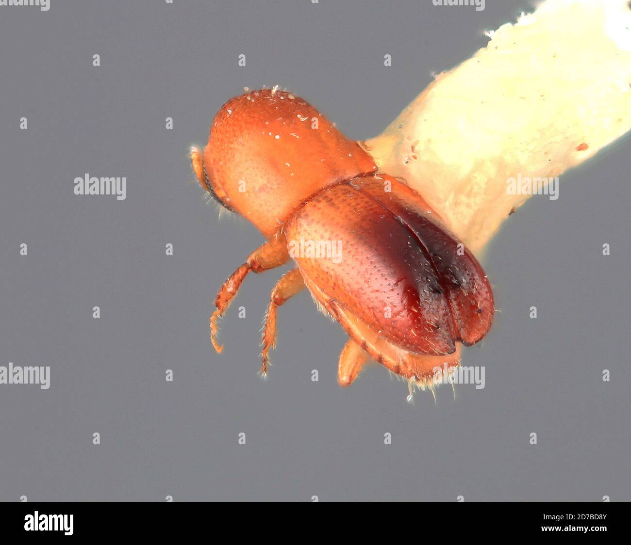 Pinned, Pandora, 150ft VIII-23-1963 SLW, Limon, Costa Rica, Monarthrum ...