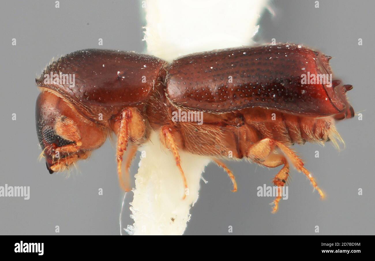 Pinned, 16mi E Morelia Mich. Mexico VI-14-1965 7600ft. S.L.Wood ...