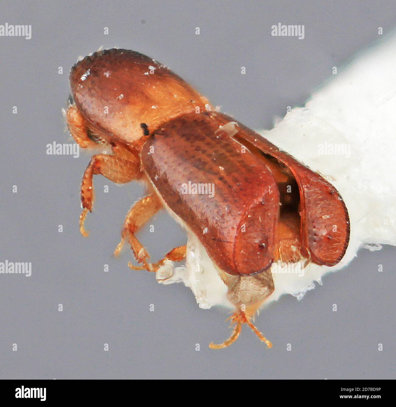 Monarthrum terminalis wood hi-res stock photography and images - Alamy