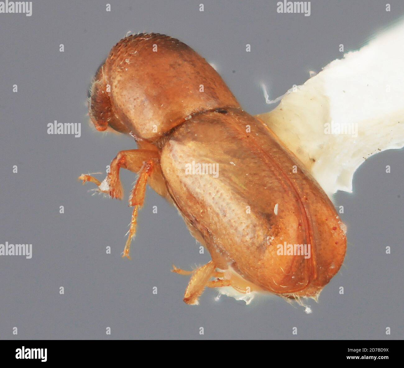 1973 animalia hi-res stock photography and images - Alamy