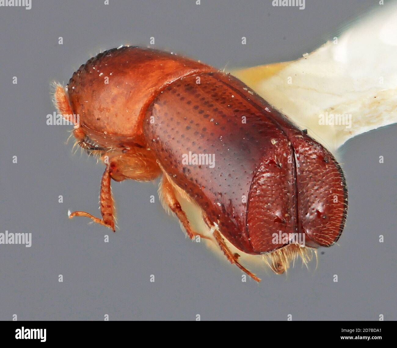 Pinned, Santa Ana, S.J. 4000ft X-4-1963 S.L.W., San Jose, Costa Rica ...