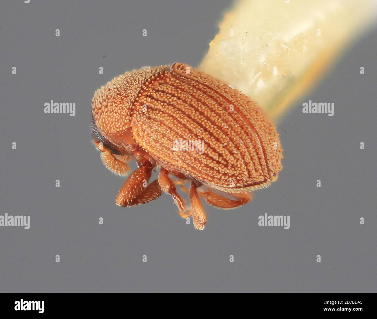 Atlantida honduras hi-res stock photography and images - Alamy