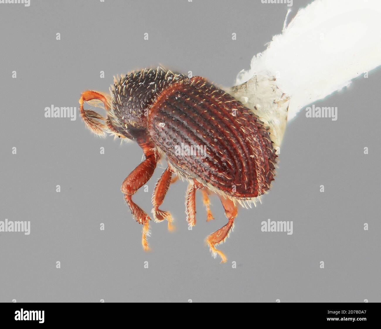 Pinned, 27 km. N.E. of Montoyas, Santander, Colombia, Phloeotribus ...