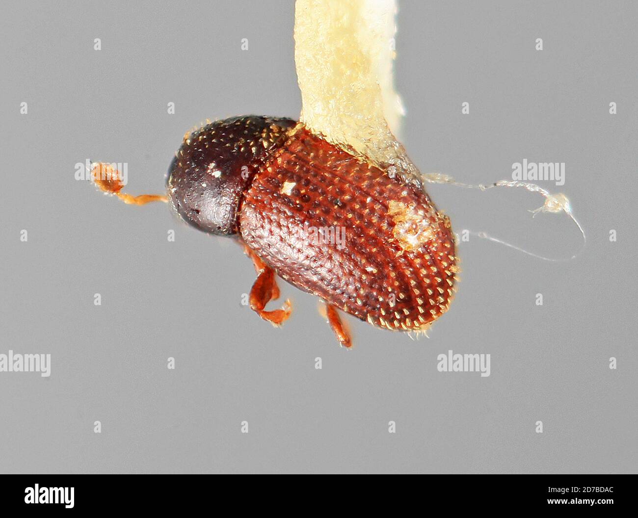 Pinned, South end of Tinian Is. Vi-11-46, H.K. Towne, Tinian Island ...