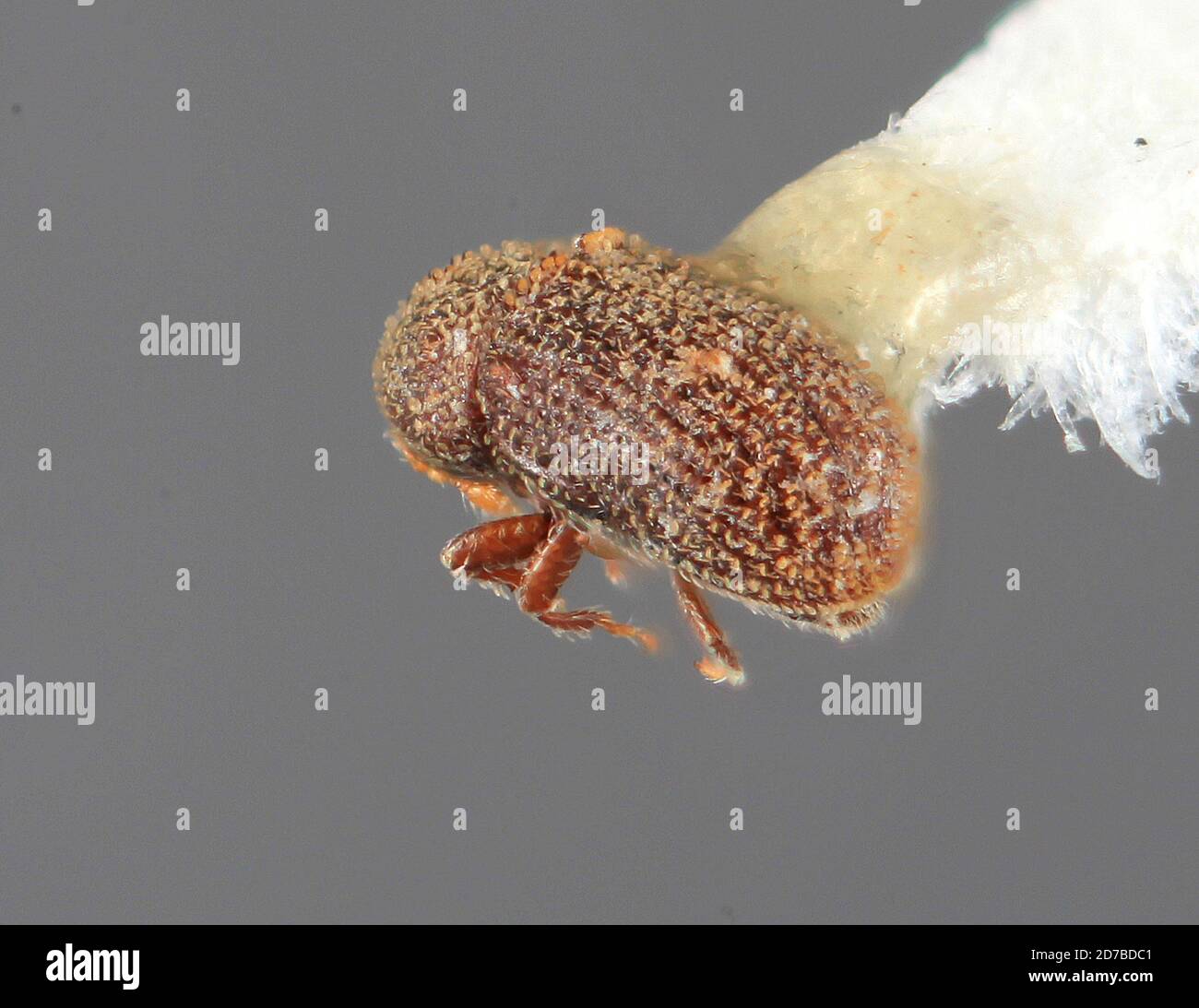 Pinned, Miller Canyon, Hauchuca Montains, Cochise, Arizona, United ...